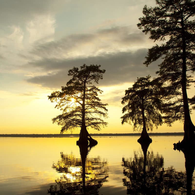 Great Dismal Swamp National Wildlife Refuge Attraction - Virginia Beach, VA