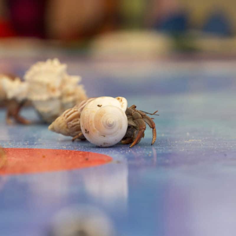 Mid-Atlantic Hermit Crab Challenge Event - Virginia Beach, VA