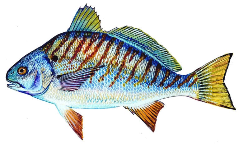Fish Species in Virginia Beach • Virginia Beach, VA